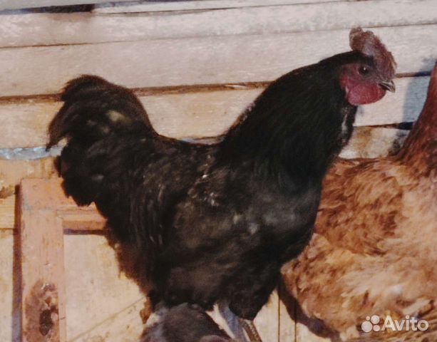 Петух Ухей Илюй