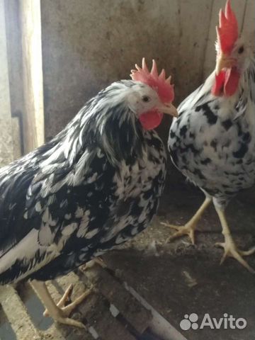 Петух. Леггорн долматинец