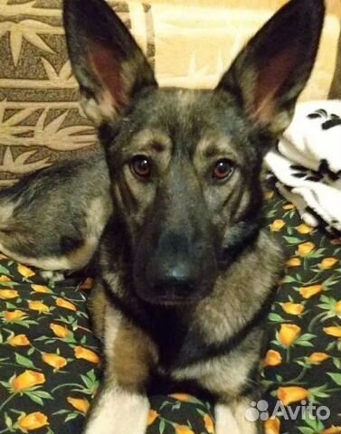 Герда ищет дом и семью