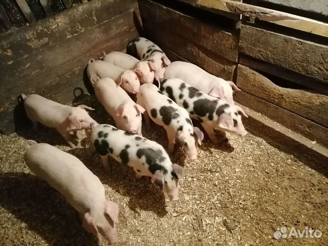 Поросята ландрас и дюрак