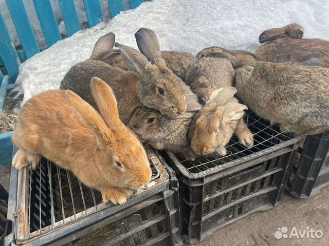 Кролы, крольчихи