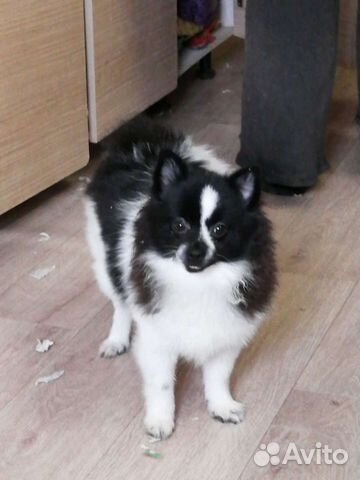 Щенки шпица 5мес