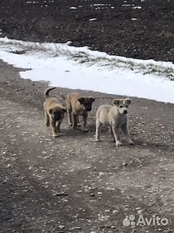 Собака