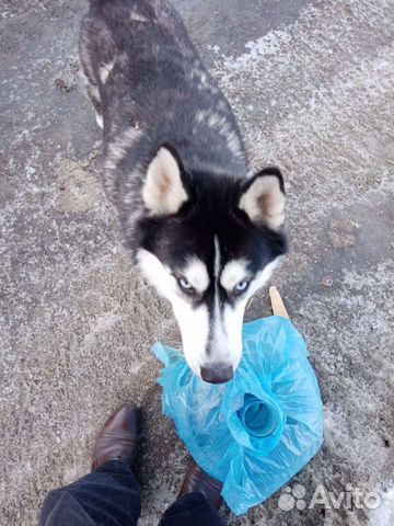 Сибирский хаски. Ищем хозяев