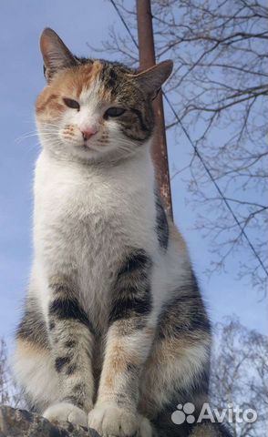 Триколор кошечка