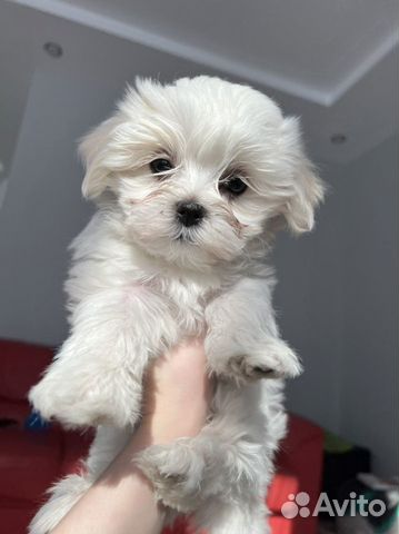 Мальтийская болонка