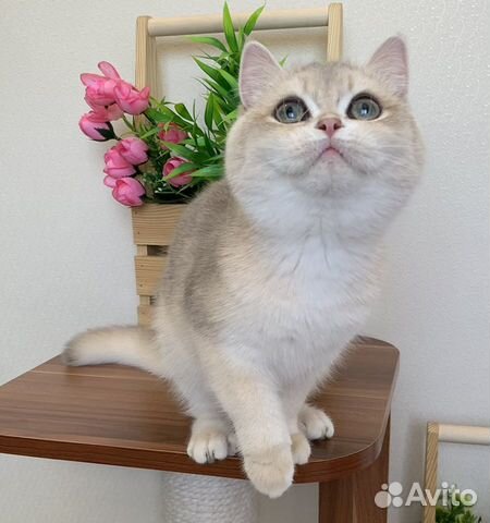 Голубая золотая шиншилла
