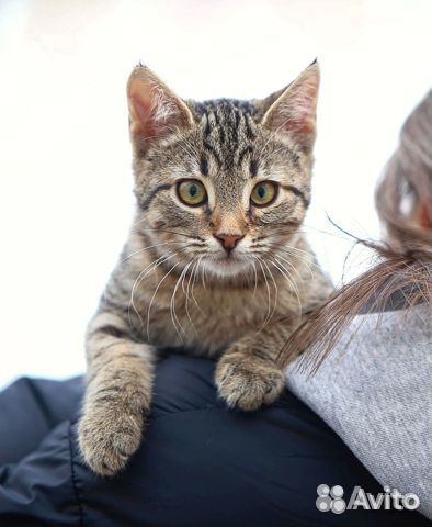 Котенок Килька в добрые руки