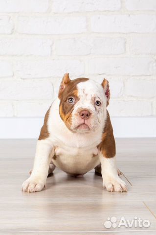 Щенок "американского булли"