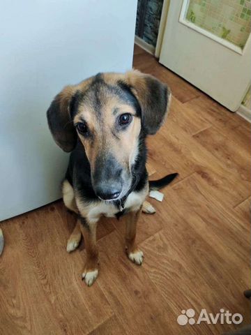 Собака в добрые руки