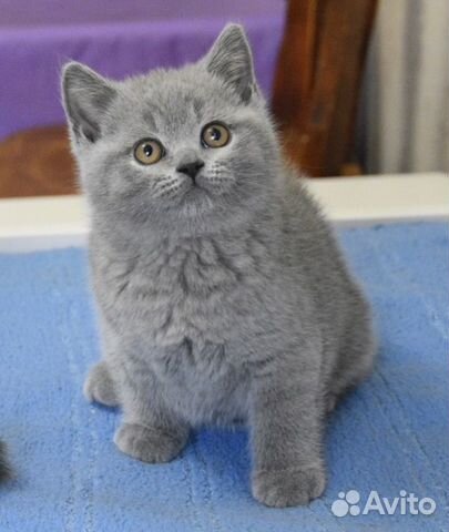 Британские котята из питомника с родословной