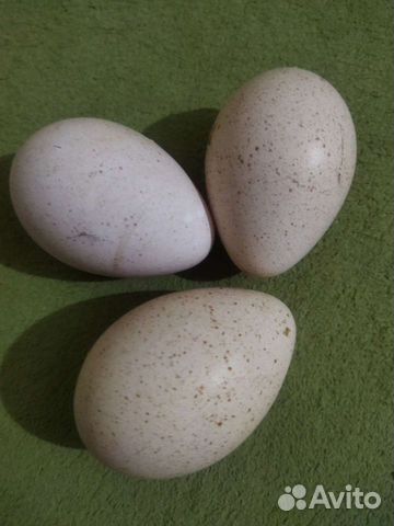 Яйца инкубационные Индюшки