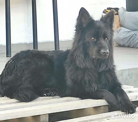 Щенки немцев черные,питомник golden stern