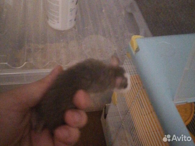 Крысы бесплатно