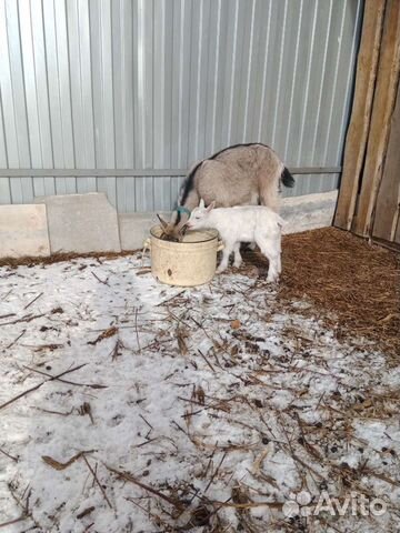 Продам козлят