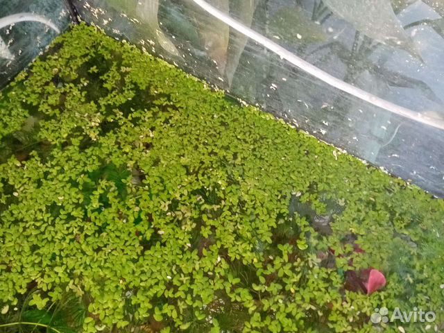 Водное растения