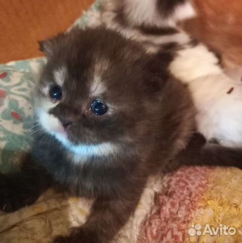Котики котята