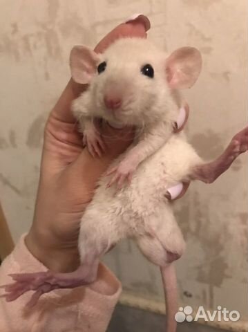 Крысята дамбо мальчики