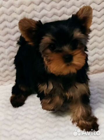 Йоркширский терьер щенки девочки mini