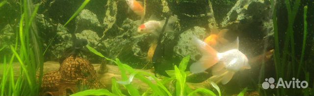 Золотая рыбка