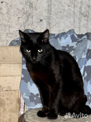 Ласковый котик Макс ищет дом