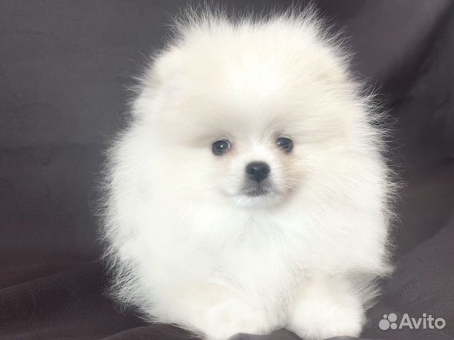 Померанский щпиц мальчик