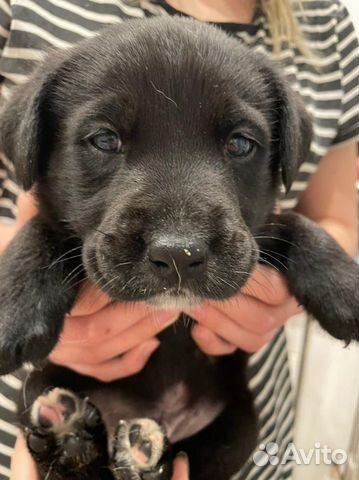 Щенок лабрадора в добрые руки