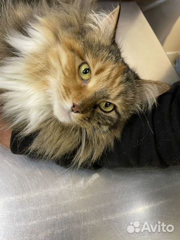 Кошка Марго ищет дом