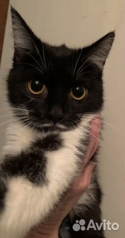 Кошка ищет спасение