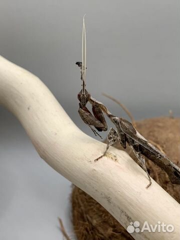 Богомол призрак