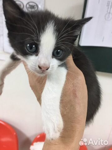 Котята в семью