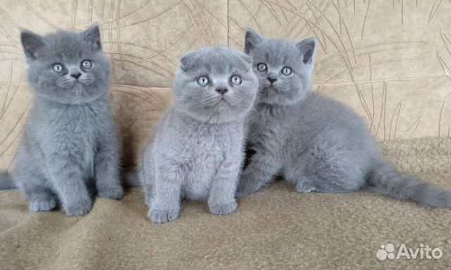 Шотландские котята