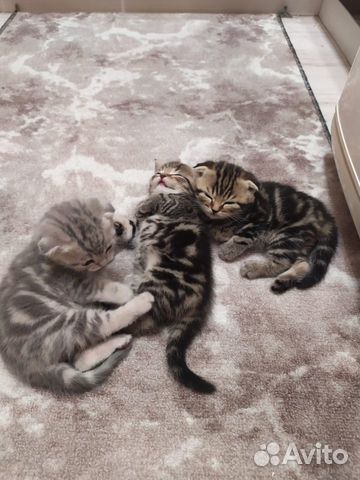 Кошки шотландцы