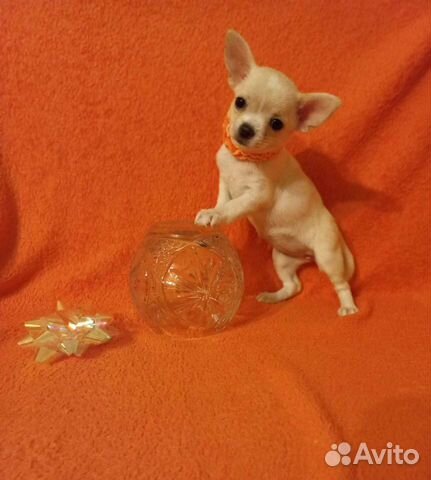 Щенки чихуахуа
