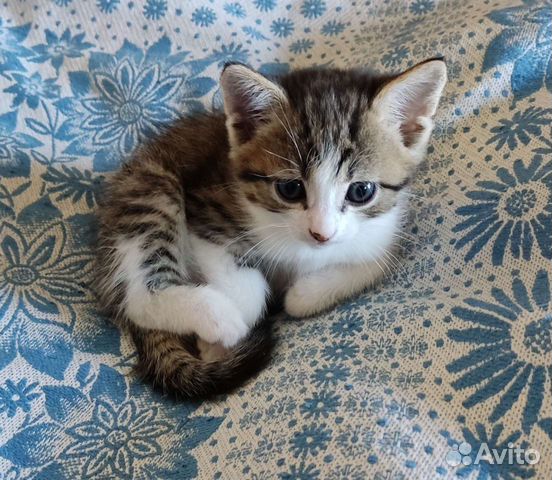 Котёночек (мальчик) ищет заботливую семью