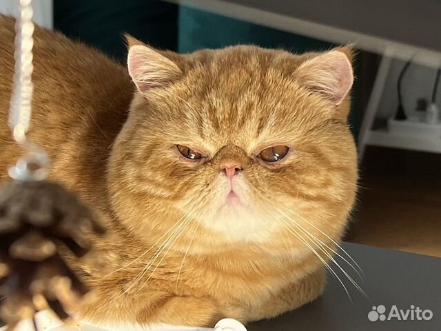 Экзот на вязку