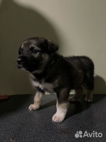 Щенки ищут родителей