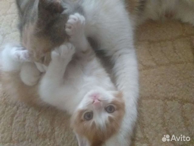 Британские котята