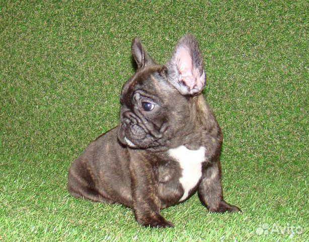 Мини френчик