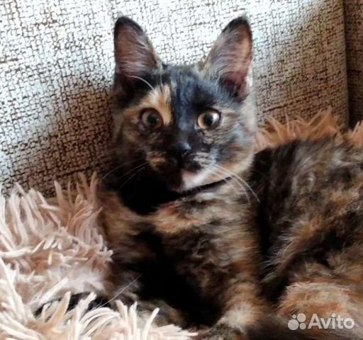 Котенок-подросток по имени Кроша.,5 месяцев