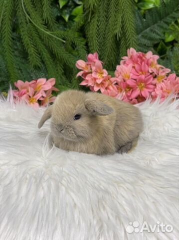 Кролик милоп