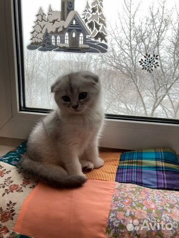 Продам скоттиш-фолд девочку