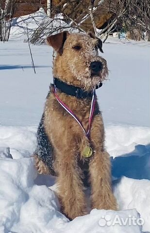 Эрдельтерьер