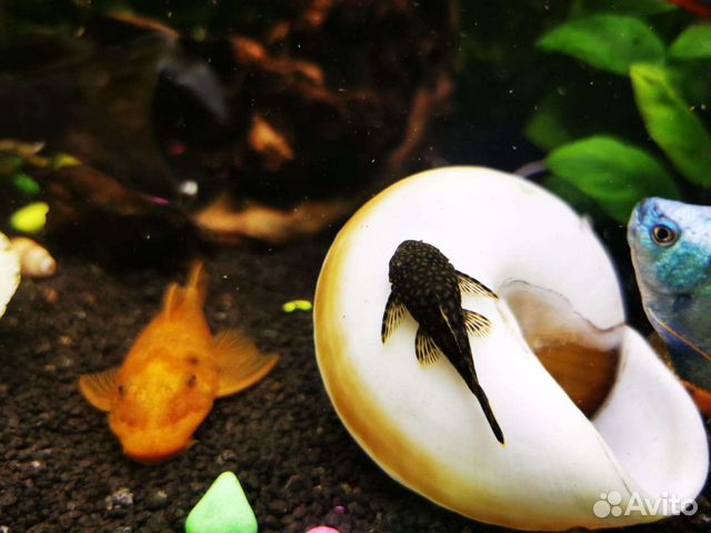 Анциструс, молинезии