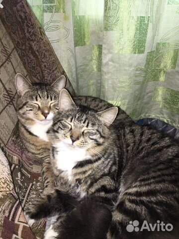 Коты