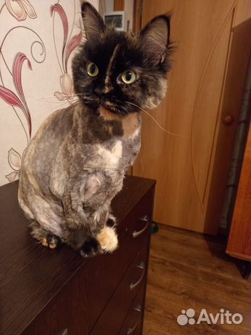 Кошка мэйнкун и кот