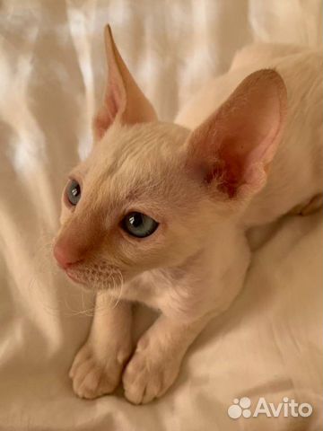 Котенок белый корниш рекс мальчик