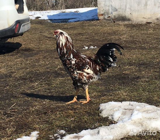 Петух орловский ситцевый