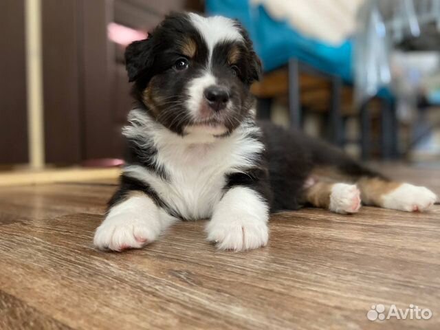 Собака. Щенки австралийской овчарки (аусси)