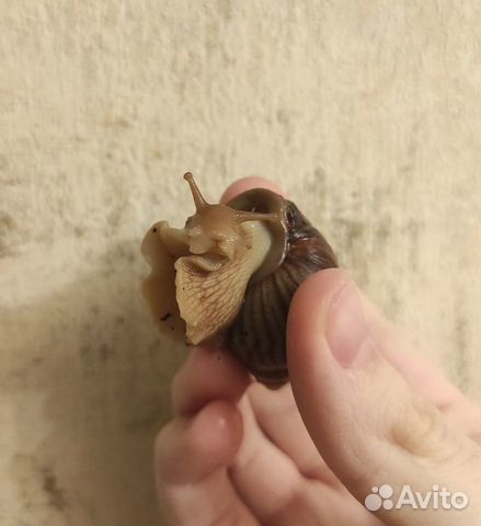 Улитки ахатины